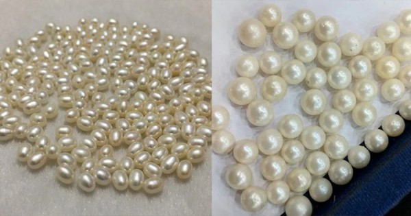 Main Differences Between Freshwater vs. Saltwater Pearls Main Differences Between Freshwater vs. Saltwater Pearls